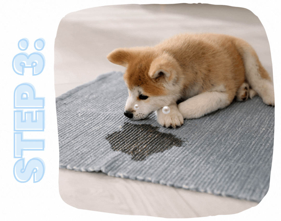 FurryFreshness Starter Pack Bronze - FurryFreshness Premium Stain and ...